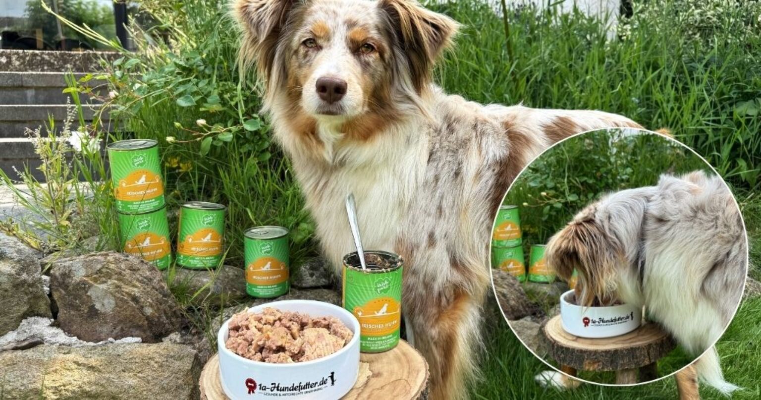 Irish Pure Hundefutter Test: unsere Erfahrungen 2025